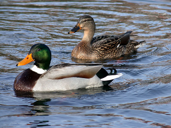 Eend - WBE Steenwijkerwold e.o.